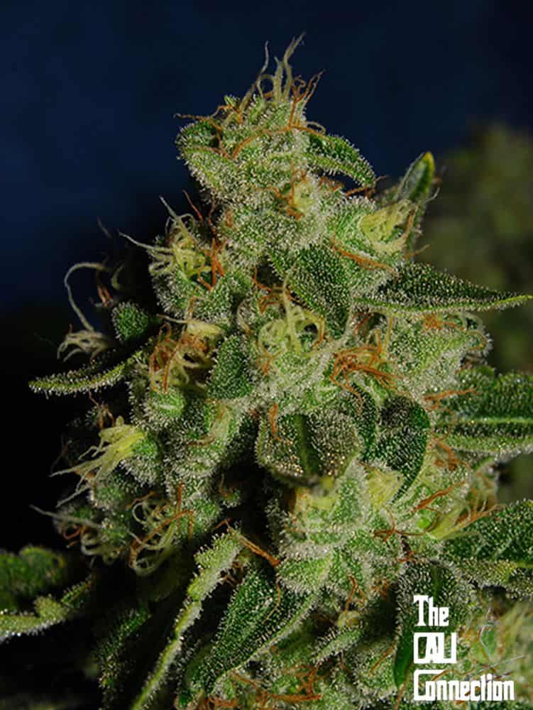 CALI CONNECTION - GREEN CRACK STRAIN - FEM PHOTO - 6 PACK - Multiverse ...