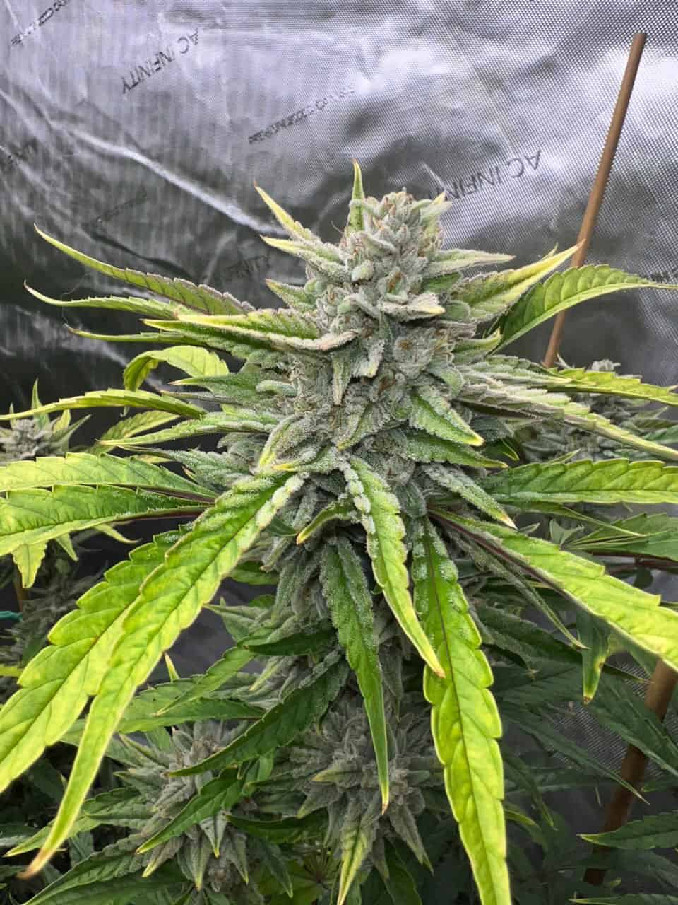 Multiverse Beans Seed Bank