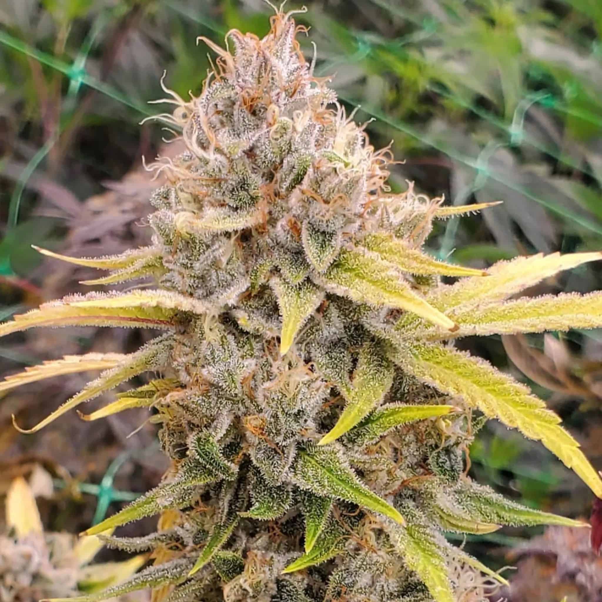 Multiverse Beans Seed Bank