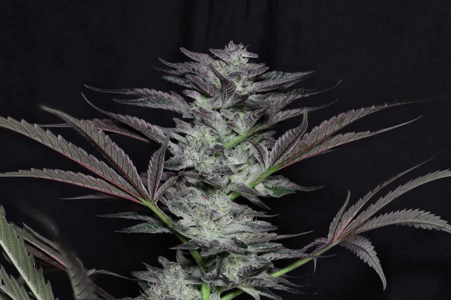 Multiverse Beans Seed Bank