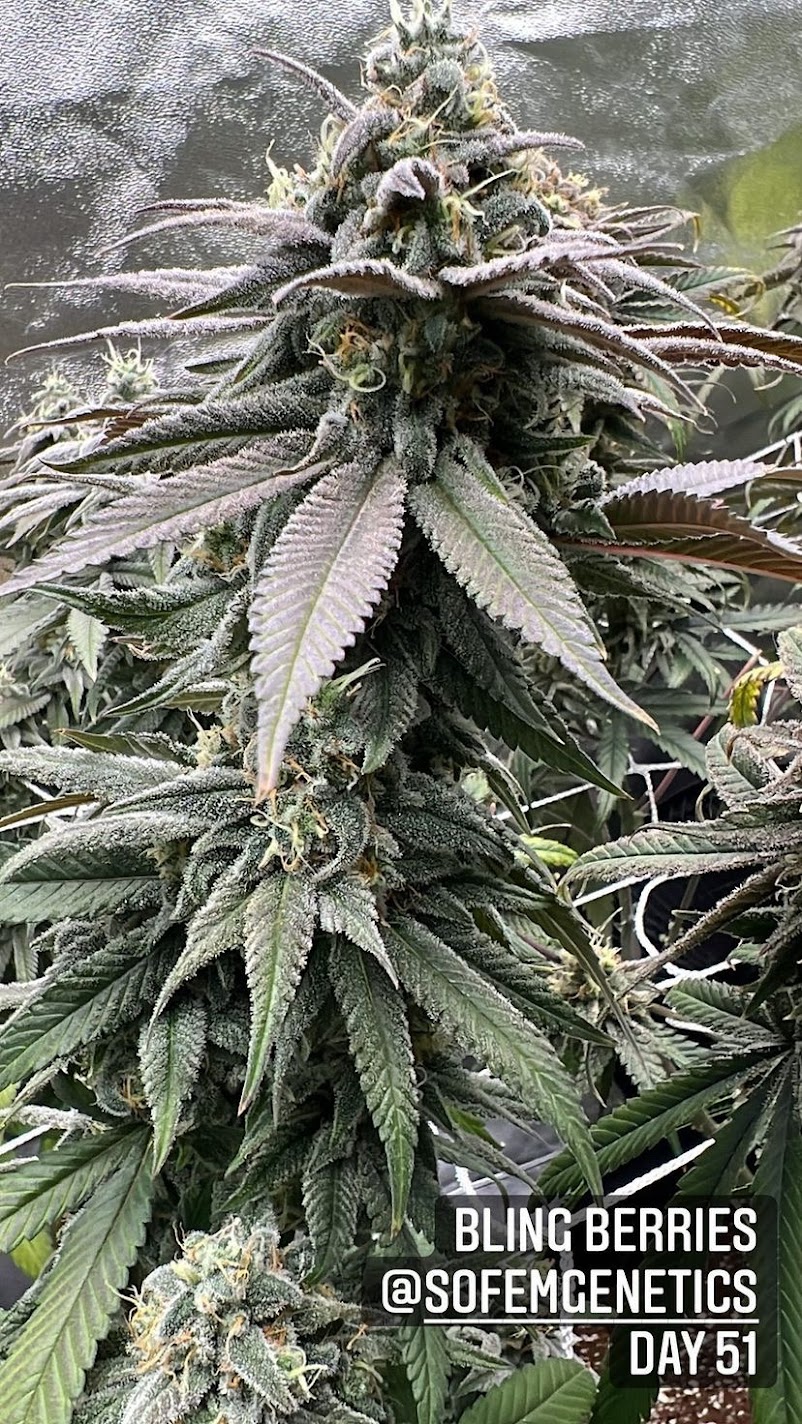 SOFEM GENETICS - BLING BERRIES STRAIN - FEM PHOTO - 3 PACK SOFEM GENETICS - BLING BERRIES STRAIN - FEM PHOTO - 3 PACK