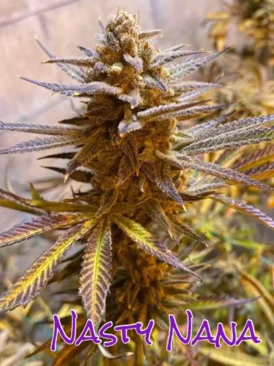 SOFEM GENETICS - NASTY NANA STRAIN - FEM PHOTO - 3 PACK