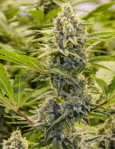 BROTHERS GRIMM SEEDS - PRINCESS HAZE STRAIN - REG PHOTO - 12 PACK