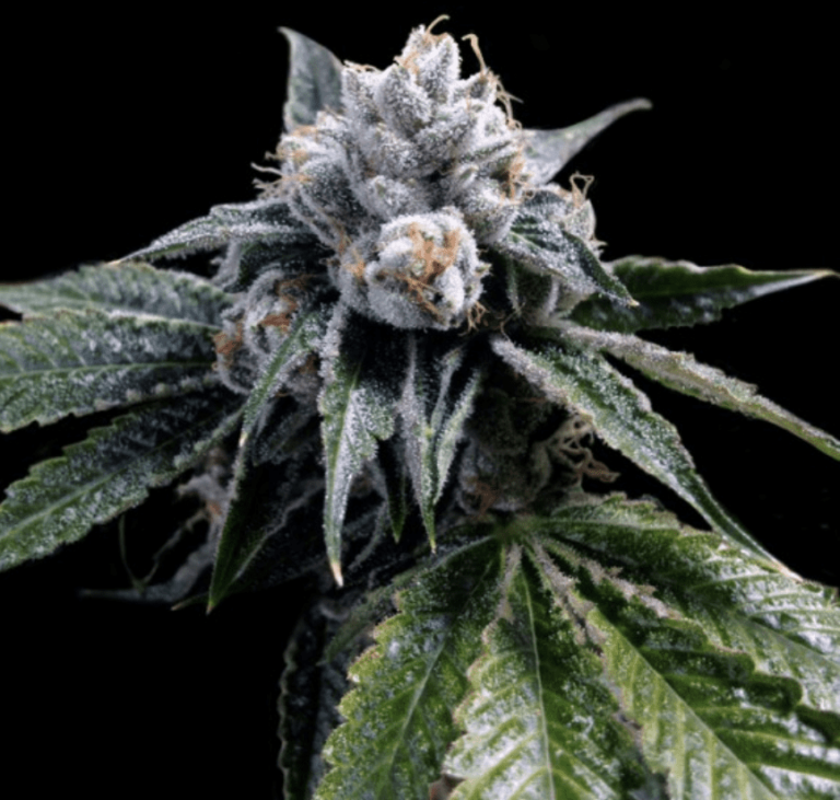 DNA GENETICS - LEMON WALKER STRAIN - FEM PHOTO - 3 PACK - Multiverse ...