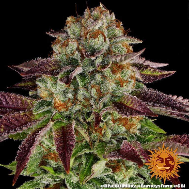 BARNEY'S FARM - BISCOTTI MINTZ STRAIN - FEM PHOTO | Multiverse Beans ...