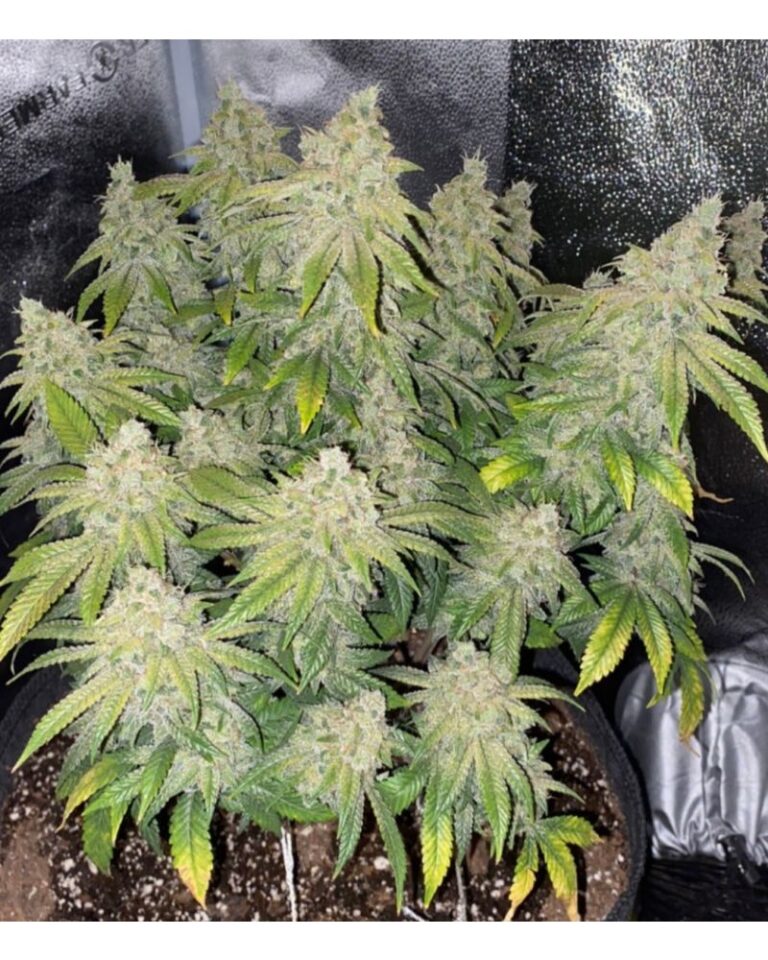 Deadhead OG Auto | Cali Connection | FEM Autoflower Seeds | 6 Pack ...