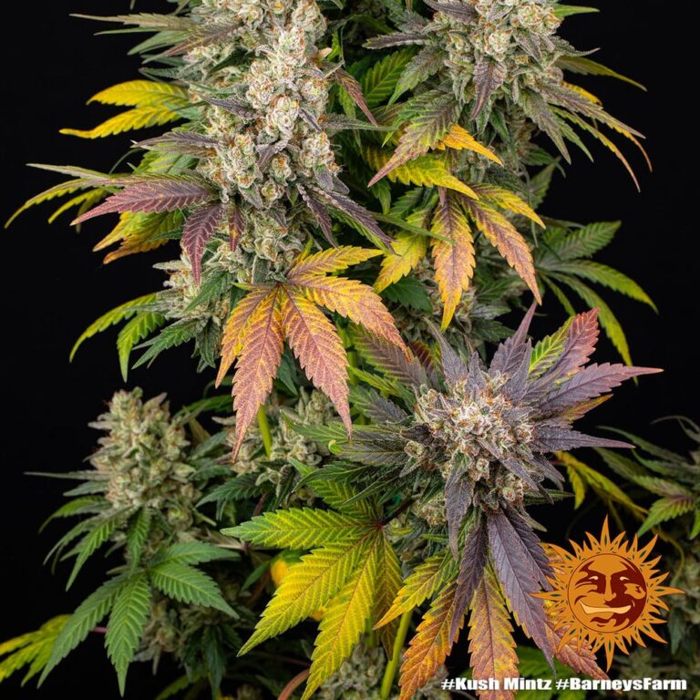 BARNEY'S FARM - KUSH MINTZ STRAIN - FEM PHOTO | Multiverse Beans Seed Bank