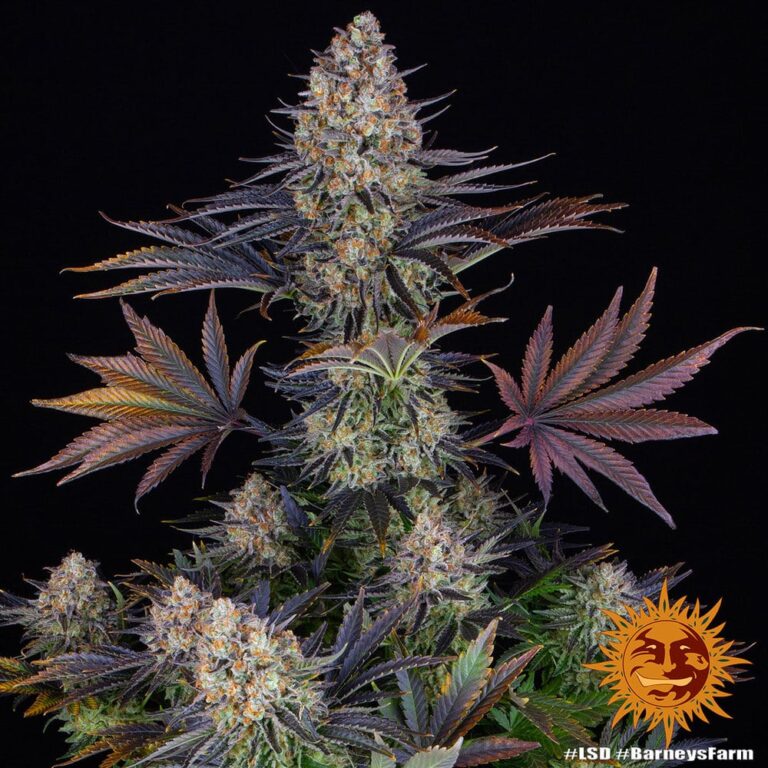 BARNEY'S FARM - LSD STRAIN - FEM PHOTO - Multiverse Beans Seed Bank