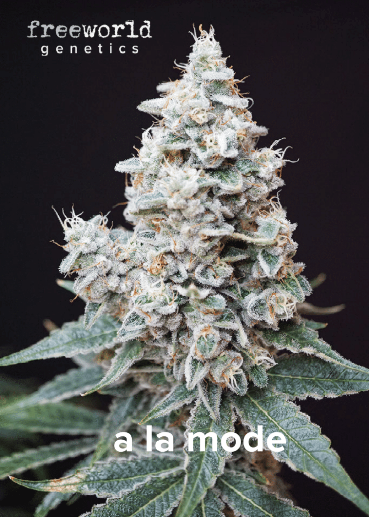 Freeworld Genetics - A la mode Fem Photo – 3+1 Pack