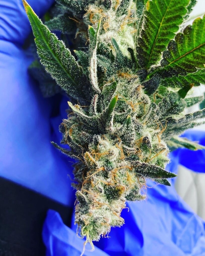 Precursor Genetics - Jedi Dog Strain - Fem Auto