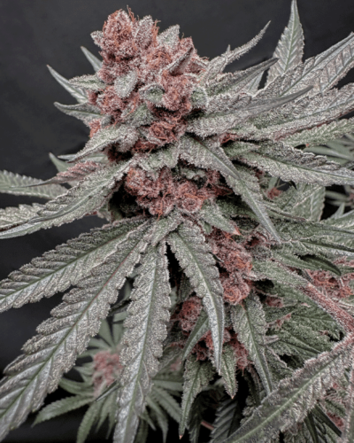 SOLFIRE GARDENS - Terpgasm STRAIN - FEM PHOTO