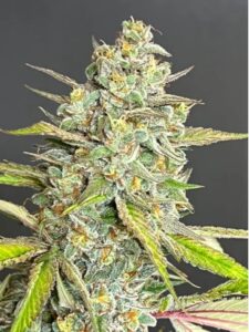 Kindway Farms – Big D Boogie Woogie Strain – Fem Photo 5 Pack