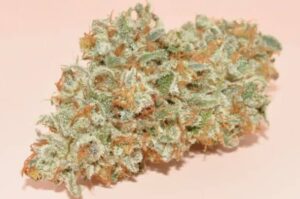Kindway Farms – Big D Boogie Woogie Strain – Fem Photo 5 Pack