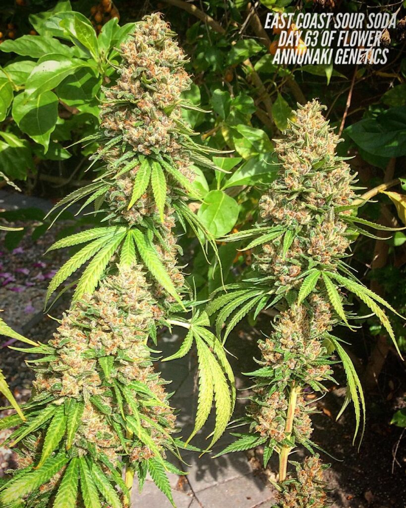 Annunaki Genetics – East Coast Sour Soda Strain – Reg Photo