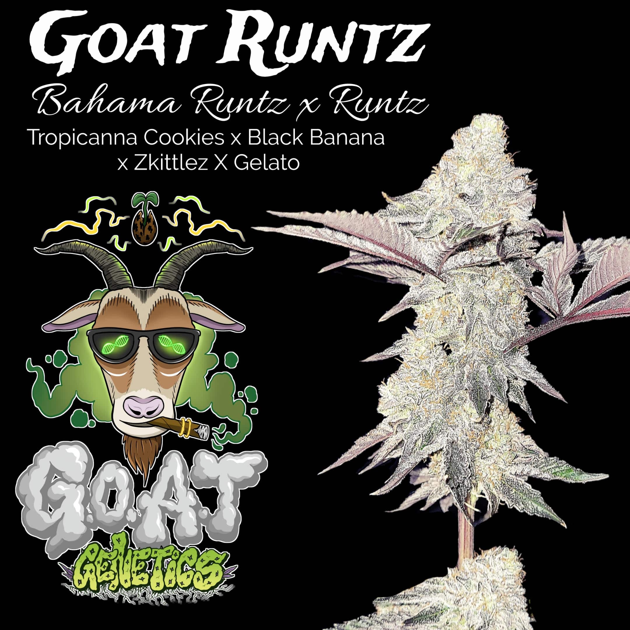 Goat Genetics – Goat Runtz – Photo Fem 5 Pack