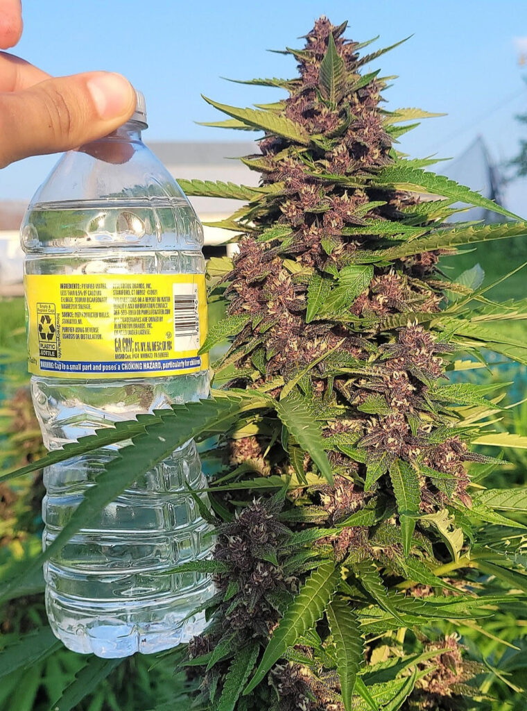 Goat Genetics – Midnight Auto Strain – Auto Fem 5 pack