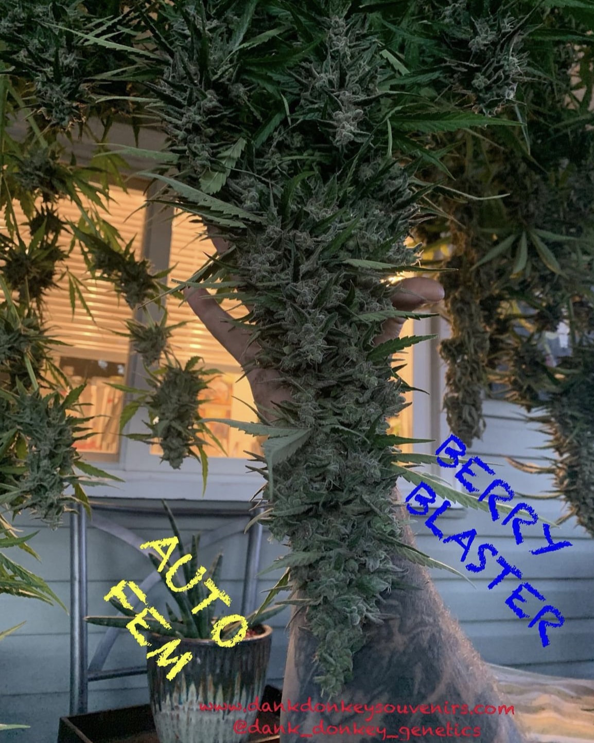 Dank Donkey Genetics – Berry Blaster Strain – Fem Auto – 4 Pack