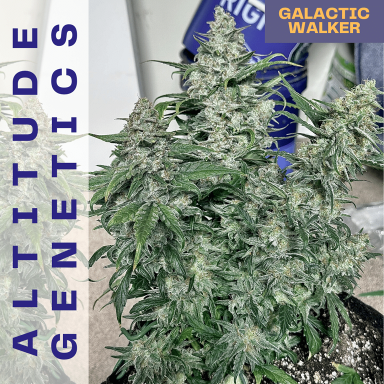 Altitude Genetics – Galactic Walker Strain – Auto Fem – 6 Pack