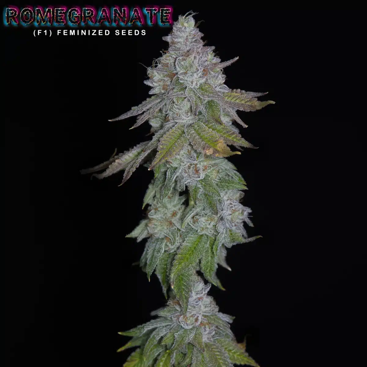 Romulan Genetics – Romegranate F1 Strain 6 Pack – Fem Photo