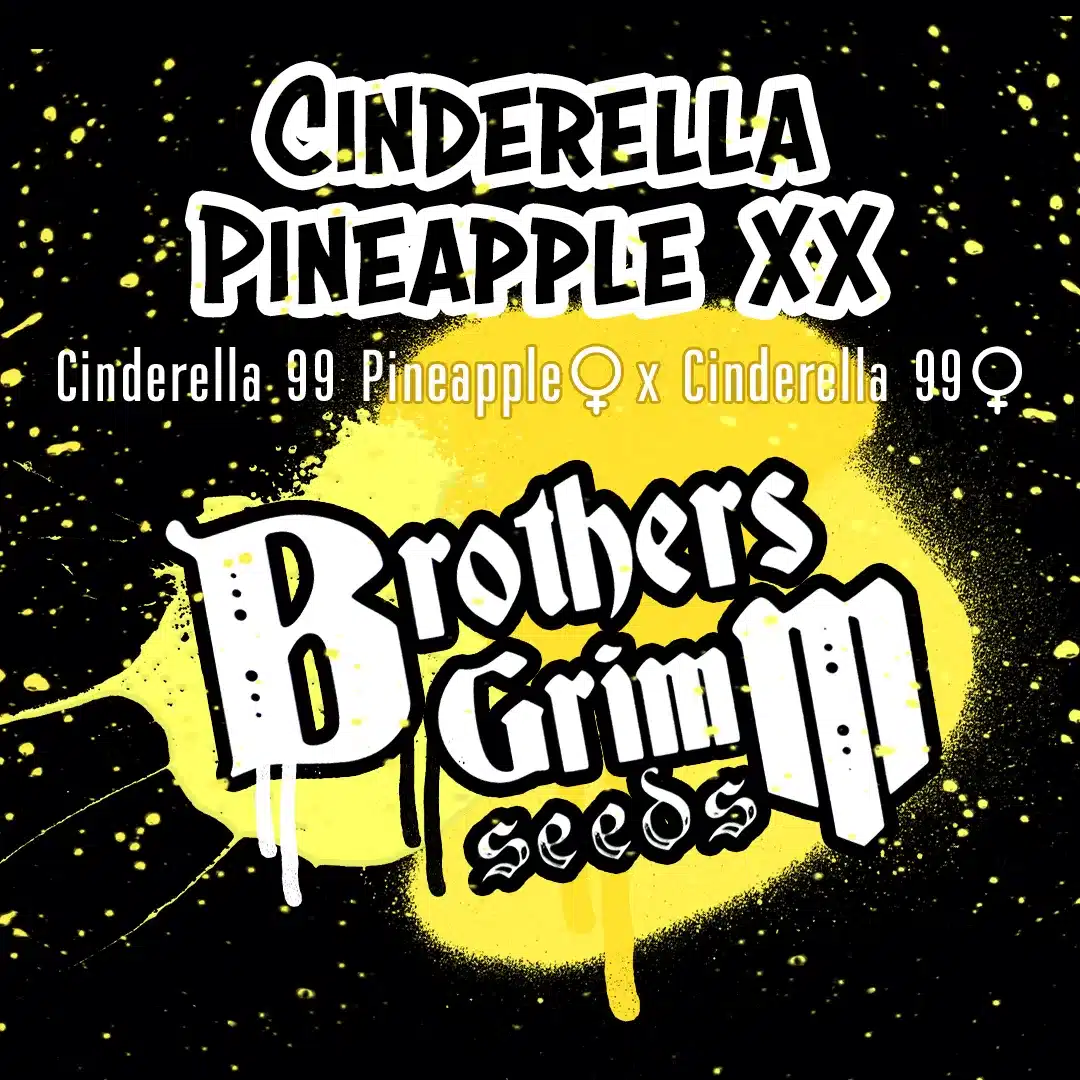 Brothers Grimm Seeds – Cinderella Pineapple XX Strain – Fem Photo – 9 ...