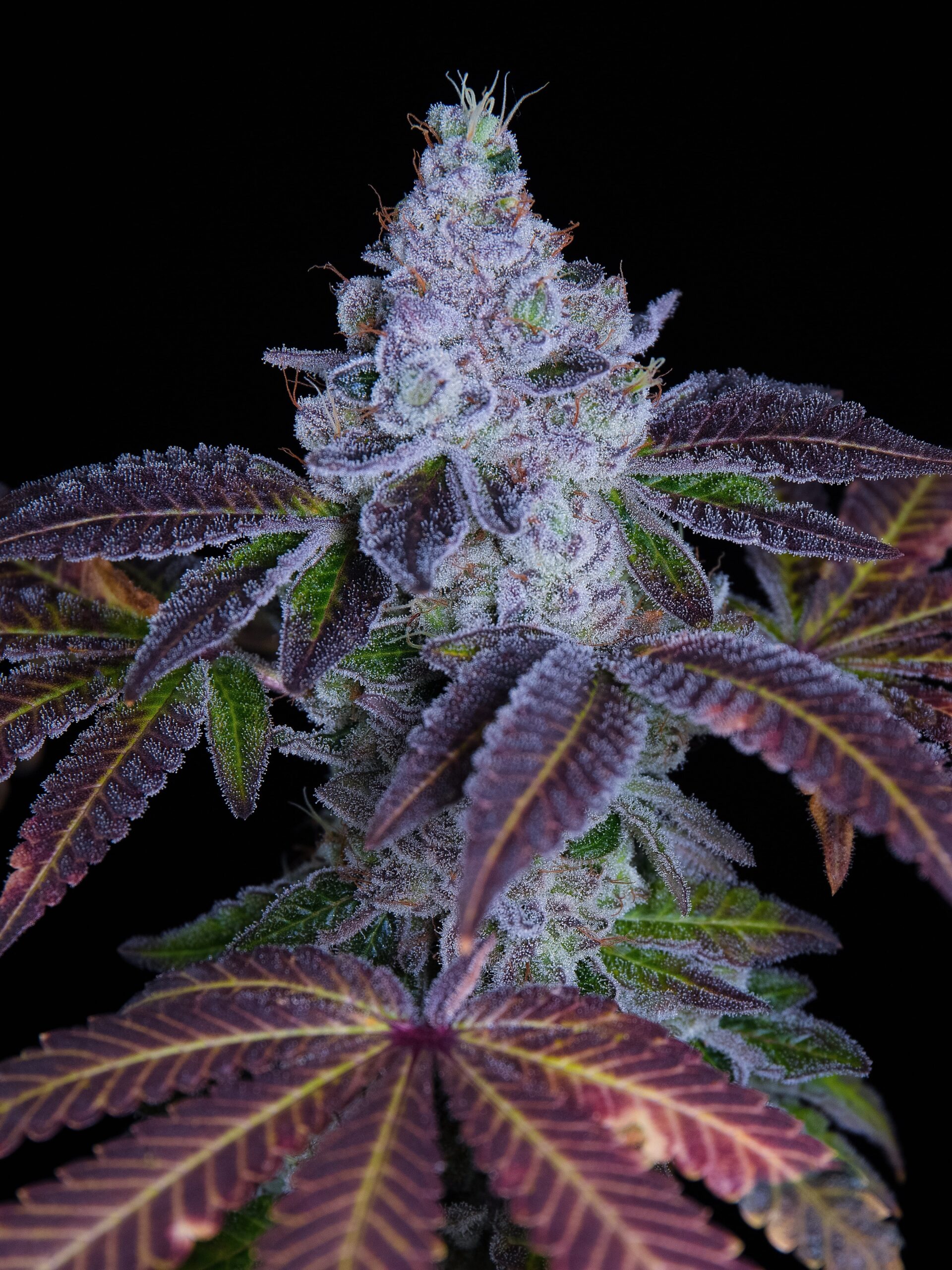 Romulan Genetics – Mellow Kitty Strain 6 Pack – Fem Photo