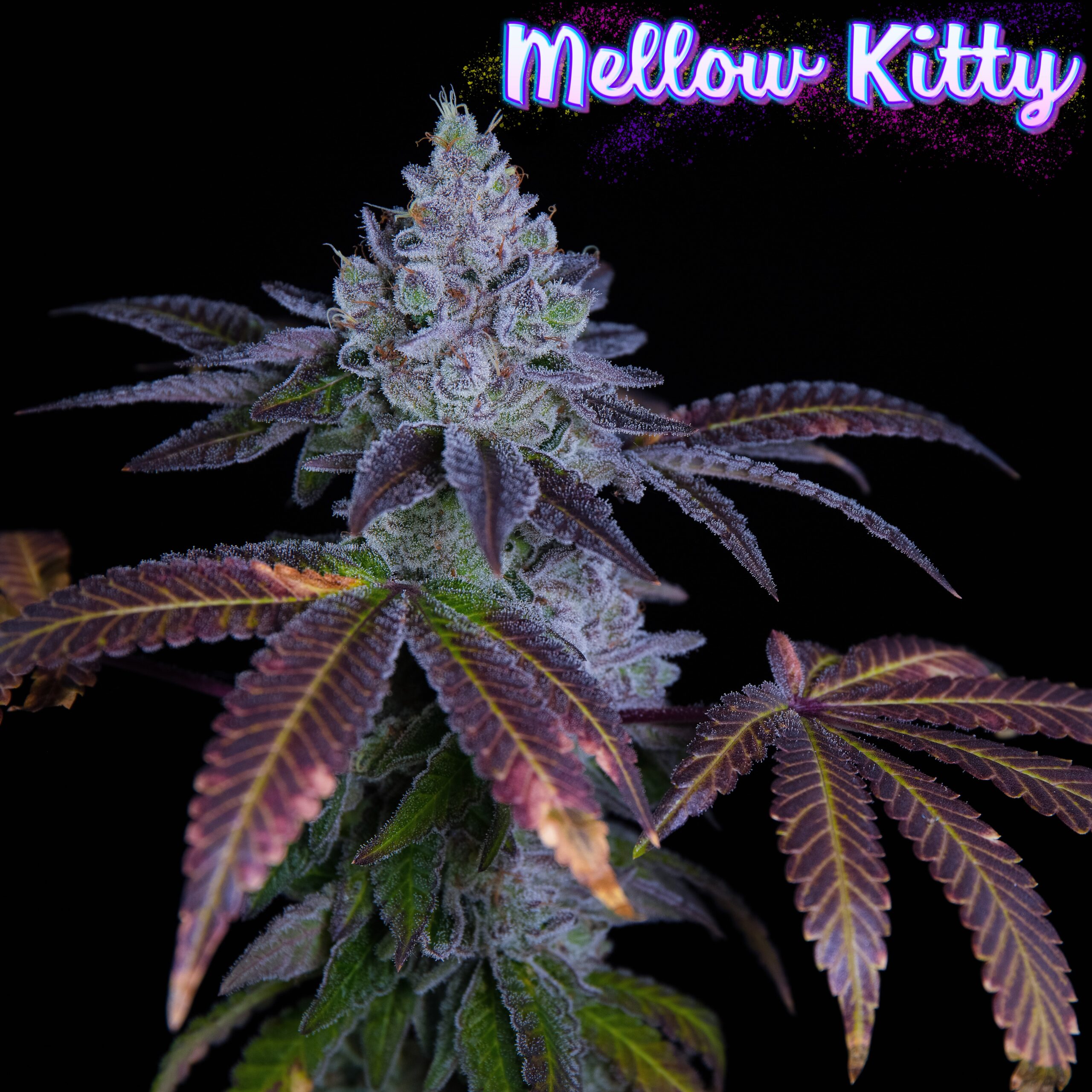 Romulan Genetics – Mellow Kitty Strain 6 Pack – Fem Photo