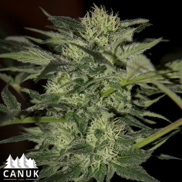 Canuk Seeds – Blueberry Strain – Auto Fem