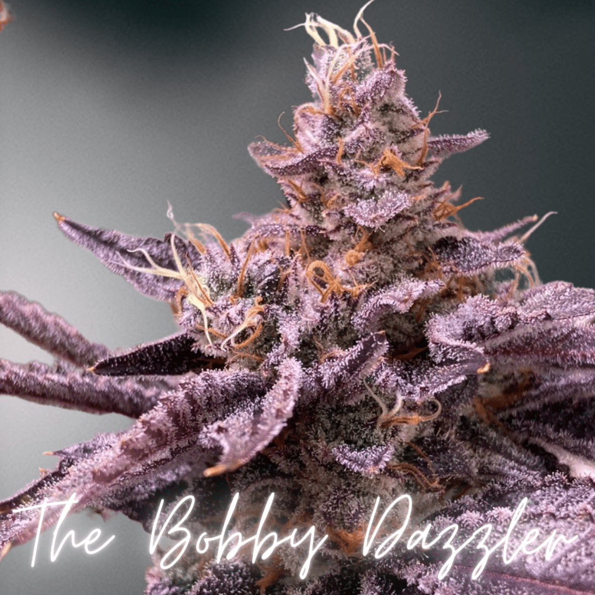 BOGO Precursor Genetics – Bobby Dazzler Strain – Fem Photo