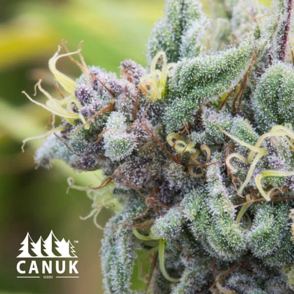 Canuk Seeds – Clementine Strain – Fem Photo