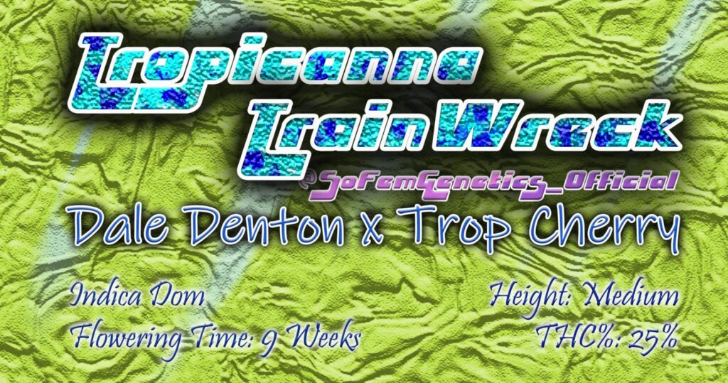 Sofem Genetics – Tropicanna Trainwreck Strain – Fem Photo – 5 Pack