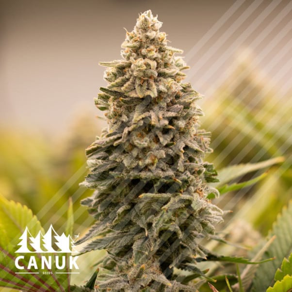 Canuk Seeds – Green Crack Elite Strain – Fem Photo