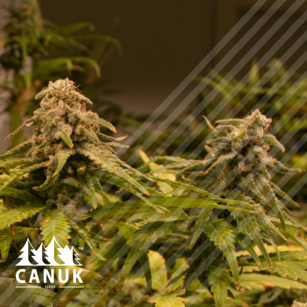 Canuk Seeds – Fruity Pebbles Strain – Fem Photo
