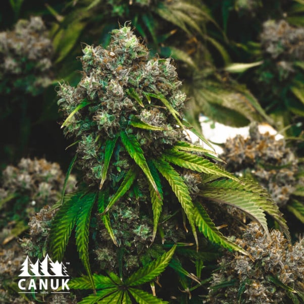 Canuk Seeds – Sour OG Strain – Fem Photo