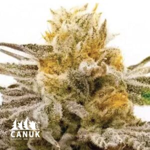 Canuk Seeds – Tropicana Cookies Purple Strain – Fem Photo
