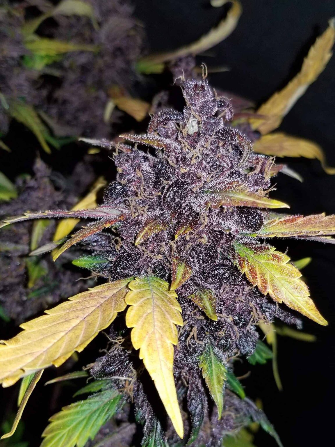 FAST BUDS - CRYSTAL METH STRAIN - AUTO FEM