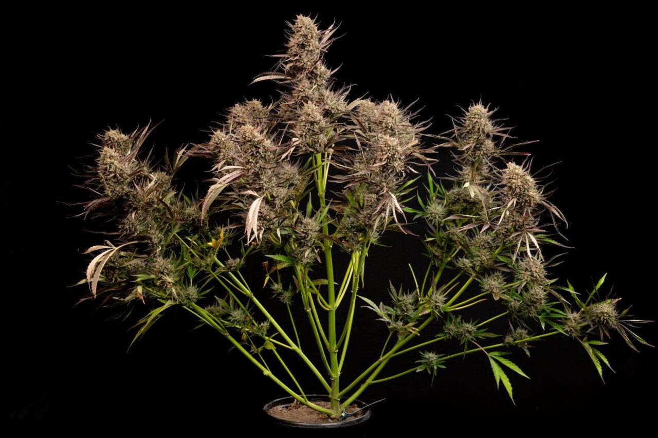 Multiverse Genetics- Moonbeam Strain - Auto Fem - Multiverse Beans Seed ...