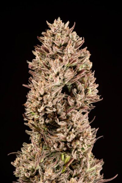 Multiverse Genetics- Blood Moon Strain - Photo Fem - Multiverse Beans ...
