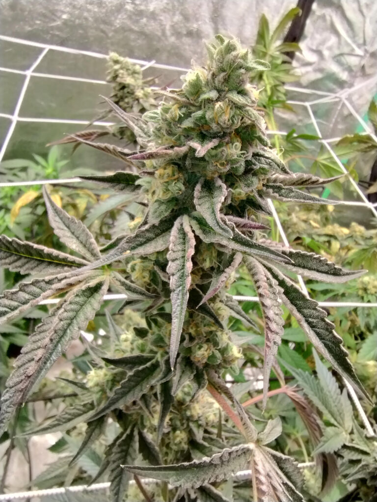 Multiverse Genetics Black Hole Breath Strain Fem Photo Multiverse Beans Seed Bank
