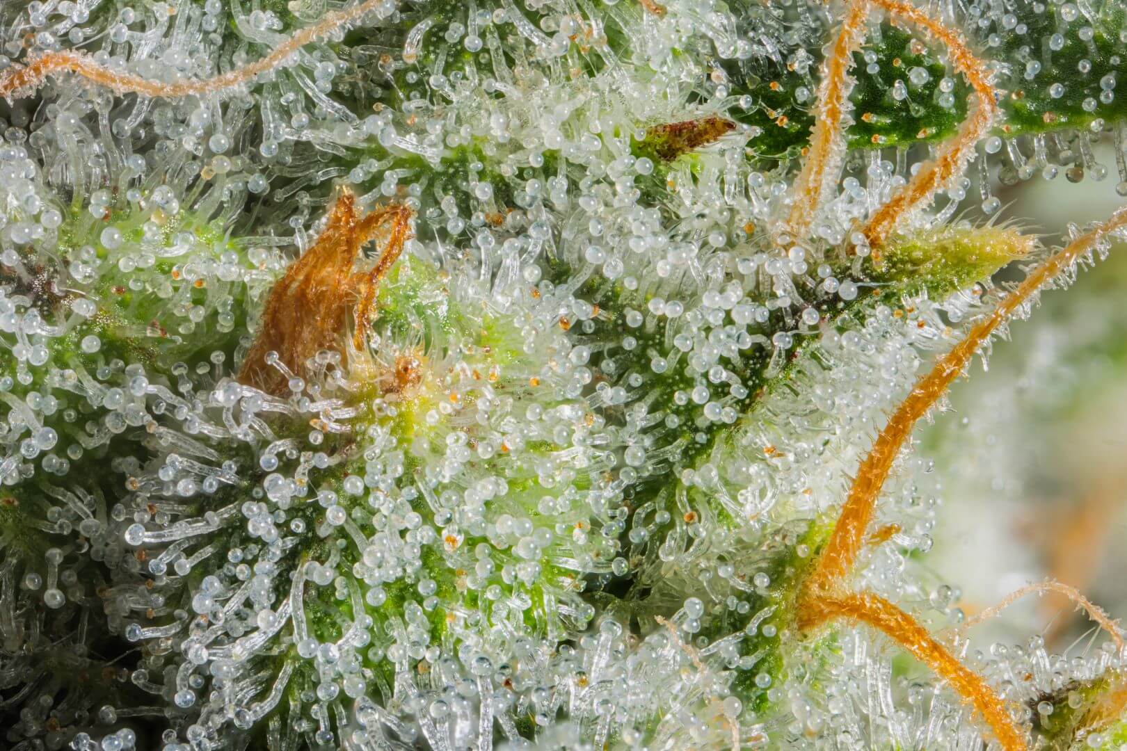 Multiverse Genetics - Titan 9 Strain - Auto Fem