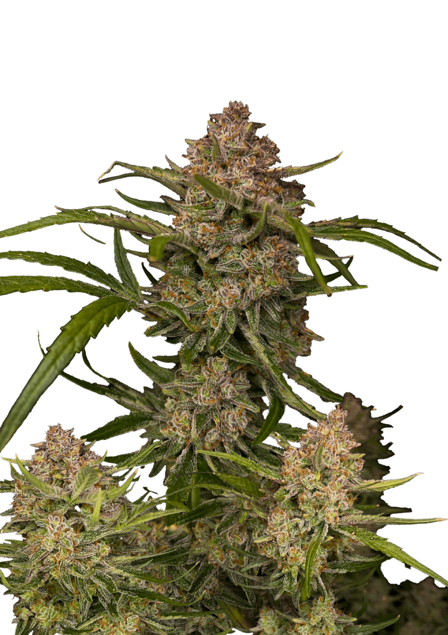 GUAVA | FAST BUDS | AUTOFLOWER CANNABIS SEEDS FEMALE | Multiverse Beans ...