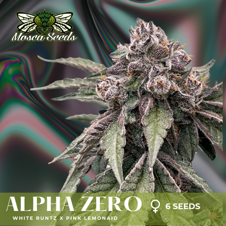 Mosca Seeds Alpha Zero Strain Fem Photo 6 Pack - Multiverse Beans Seed Bank