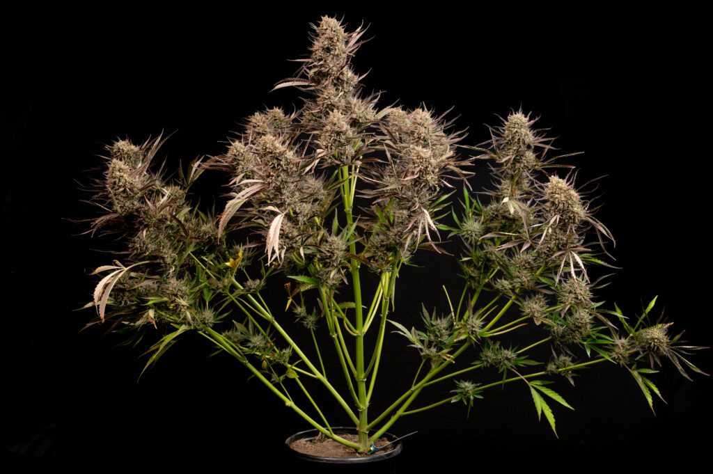 Multiverse Genetics- Dark Matter Strain - Auto Fem | Multiverse Beans Seed Bank