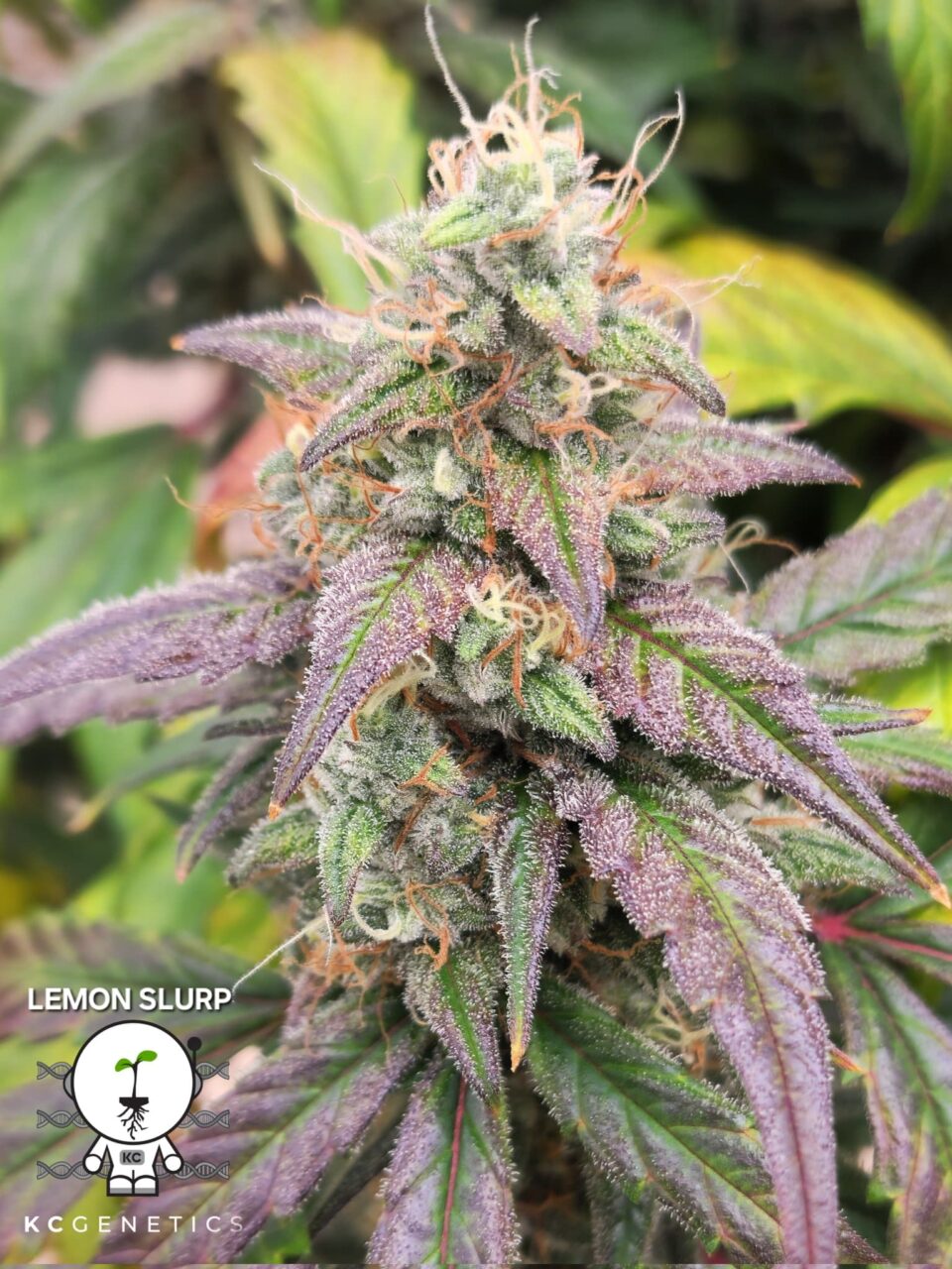 KC Genetics – Lemon Slurp Strain – Fem Auto – 3 Pack | Multiverse Beans ...