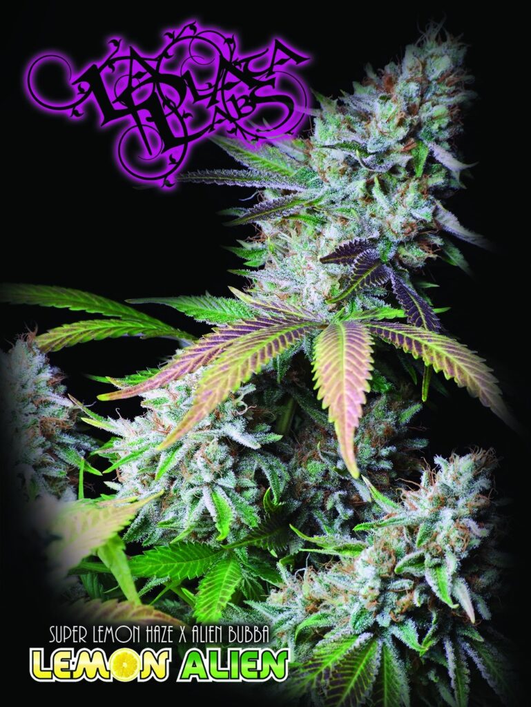 LaPlata Labs – Lemon Alien Strain – Fem Photo – 5 Pack | Multiverse ...