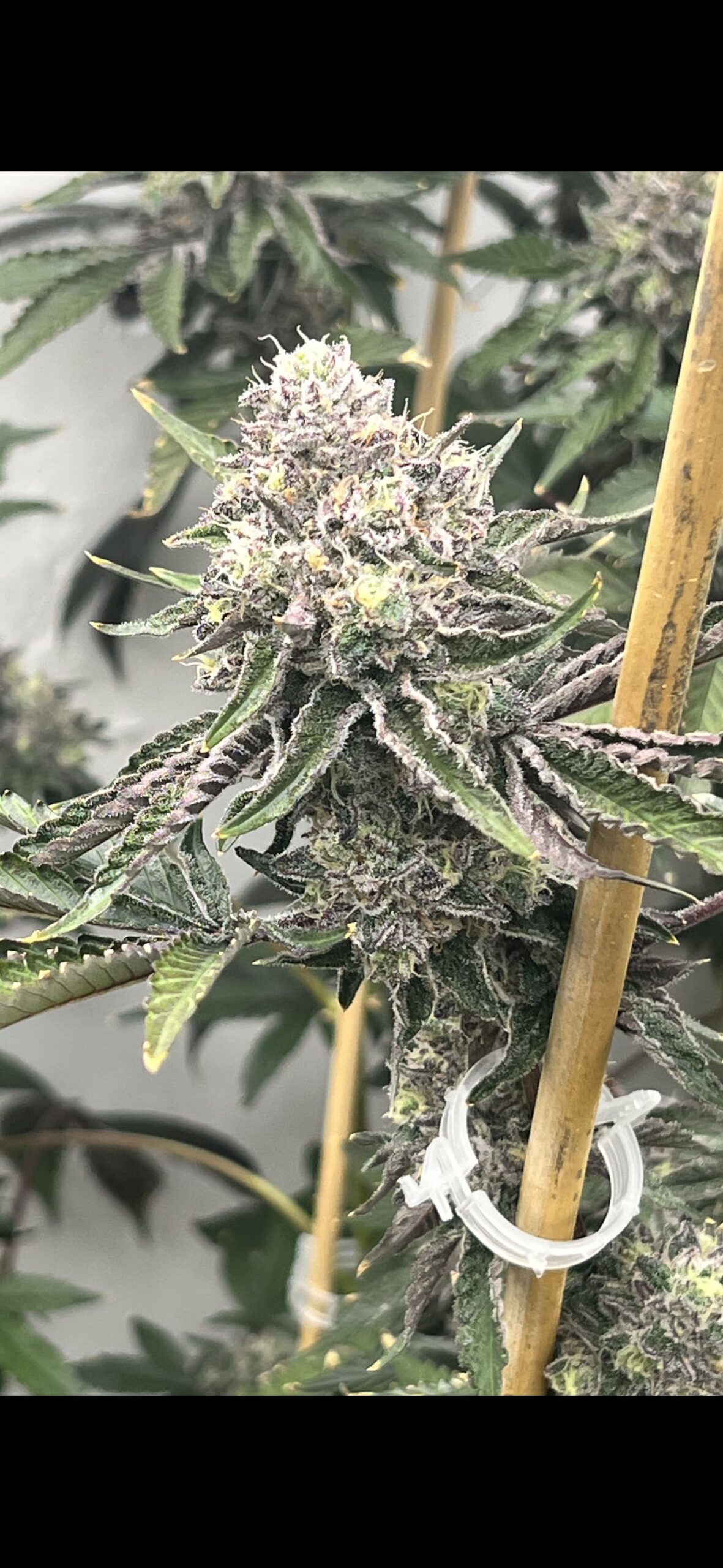 Mosca Seeds – Loop Hole Strain – Fem Photo – 6 Pack