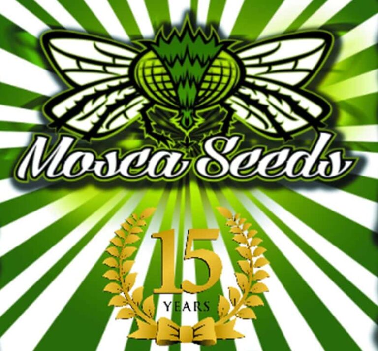 Mosca Seeds – Tay Strain – Fem Photo – 6 Pack