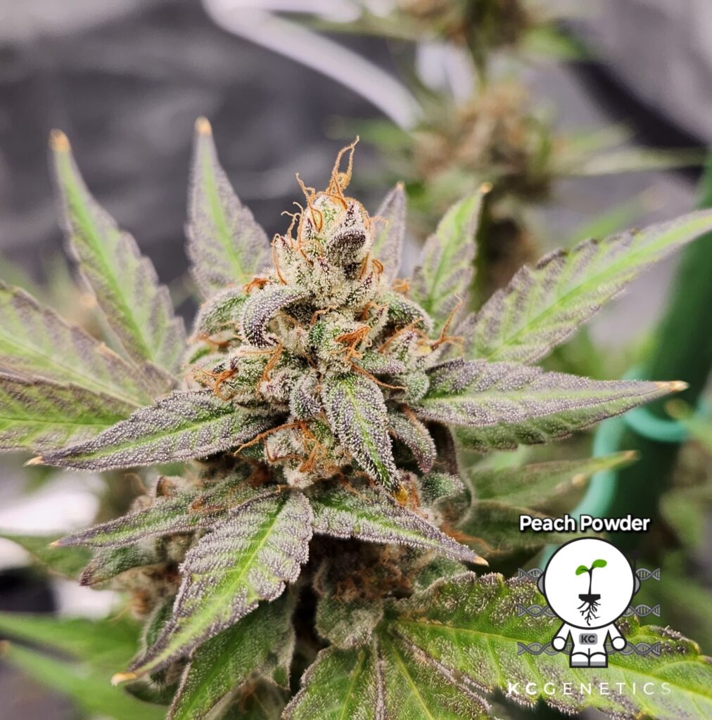 KC Genetics – Peach Powder Strain – Fem Auto – 3 Pack | Multiverse ...