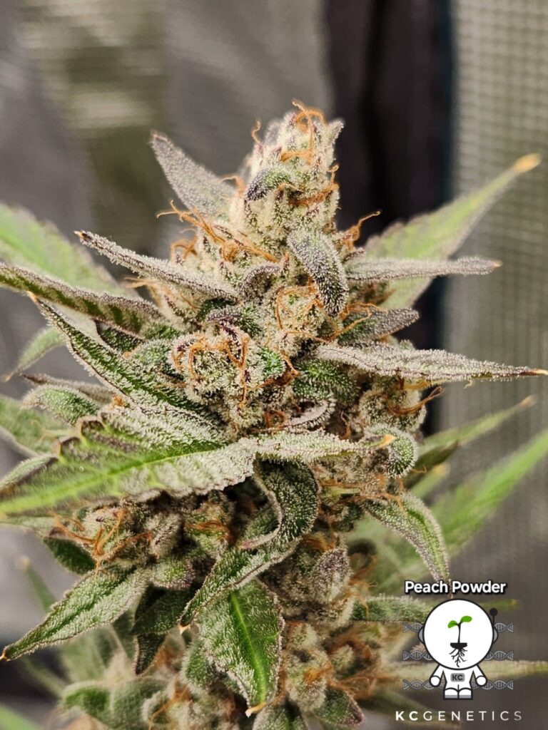 KC Genetics – Peach Powder Strain – Fem Auto – 3 Pack | Multiverse ...