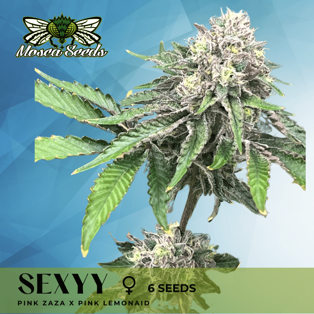Mosca Seeds Sexyy Strain Fem Photo 6 Pack | Multiverse Beans Seed Bank