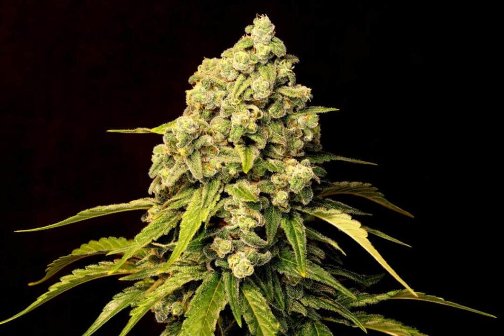 Twenty20 Mendocino – Trainwreck (Superwreck) Strain – Fem Photo ...